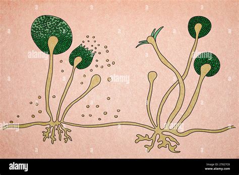 Rhizopus Sporangia Labeled Hyphae