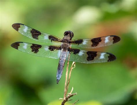 20 Types Of Dragonflies Species Facts And Photos