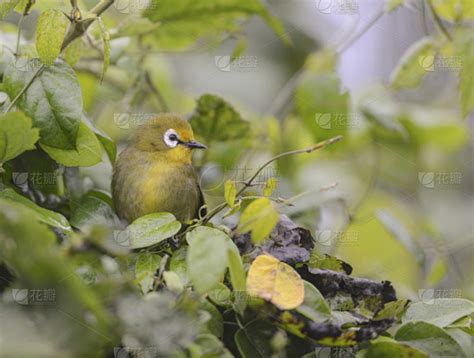 肯尼亚鸟类非洲灌木圆形海角白眼鸟看坐