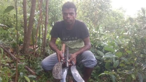 කුරුදු කපන්න හොද වානේ කැත්තක් පාවිච්චි කරන්න Youtube