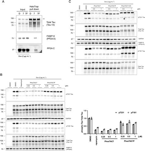 Targeted Dephosphorylation Of Tau By Phosphorylation Targeting Chimeras Phostacs As A