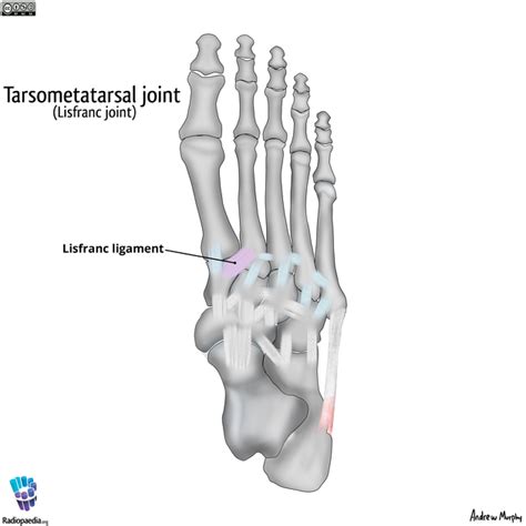 Tarsometatarsal Joint