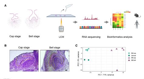Figure 1 From Spatial And Temporal Gene Expression Patterns During