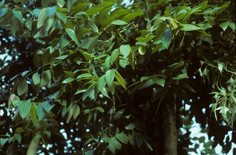 Cinnamomum zeylanicum (Lauraceae) image 4418 at PhytoImages.siu.edu