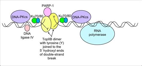Topoisomerase Definition Structure Types Functions Mechanism