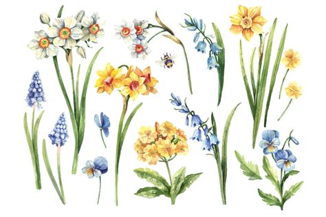Premium Vector White Daffodils Yellow Daffodils Blue Muscari Bluebells And Primroses Set
