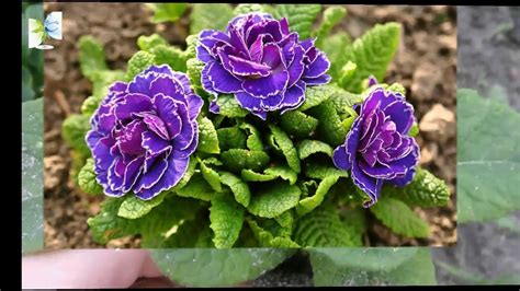 Махровая примула - YouTube