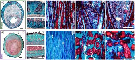 Tree Bark Generates A Weird Force That Defies Gravity Sciencealert