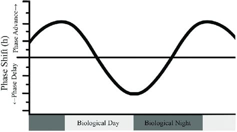 Phase Response Curve Prc For Light Type 1 This Schematic Prc Download Scientific Diagram