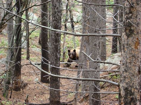 106 Best Estes Park Wildlife Images On Pinterest Elk Estes Park