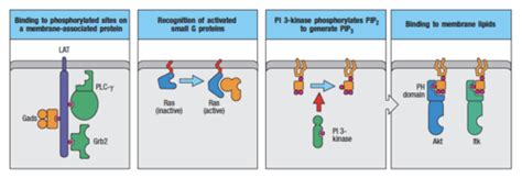 MCDB Lecture Flashcards Quizlet