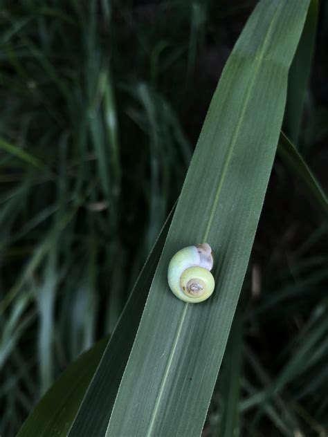 Leptopoma Perlucidum From 牛稠坑農路 玉井區 Tw On January 07 2022 At 03 12 Pm By 林芝宇 · Inaturalist