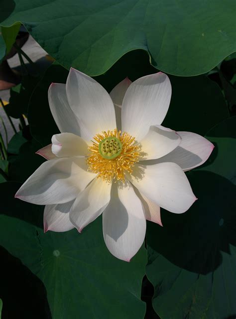 Img20150805093447 백양사휴게소 연꽃