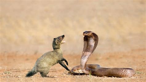 King Cobra Vs Mongoose Fight जहरीले किंग कोबरा से भिड़ा नेवला वीडियो वायरल King Cobra Vs