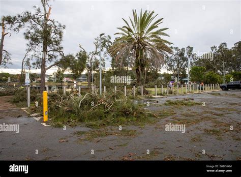 Freak And Wild Summer Storm In Narrabeen Brings Down Trees And Power