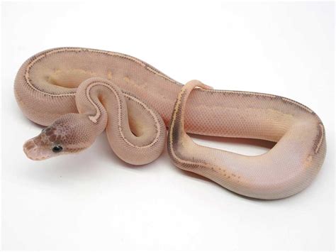 Cinnamon Ball Python A Guide To This Unique Python Morph Vital Frog
