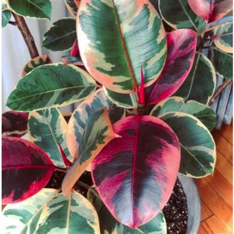 Ficus Ruby 17cm Ge Lushingtons