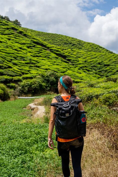 50 Photos Of The Cameron Highlands The Map Chasers Our Travel Adventures