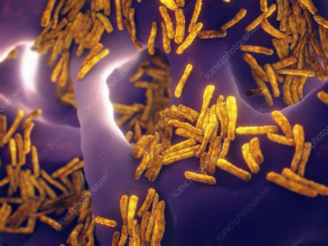 Tuberculosis Bacteria Illustration Stock Image F043 9051 Science Photo Library