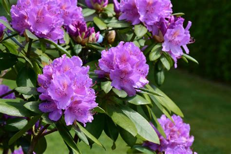 Some Plants Love Acidic Soil