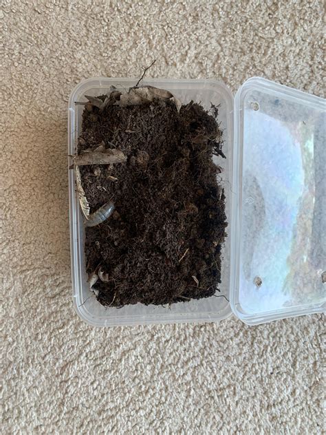 Container For My Larva R Beetles
