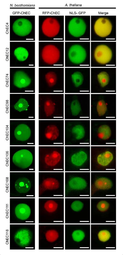 Confocal Microscope Z Stack Projections Showing The Localization
