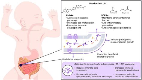 Frontiers Health Benefits Of Bifidobacterium Animalis Subsp Lactis