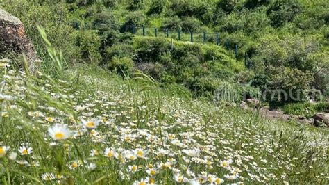 Turmush Видео — Предгорья Чуйской области покрыли пупавки