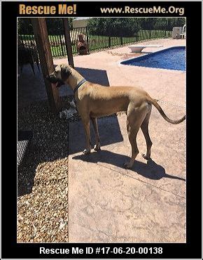 Great Dane Blog Rescueme Org