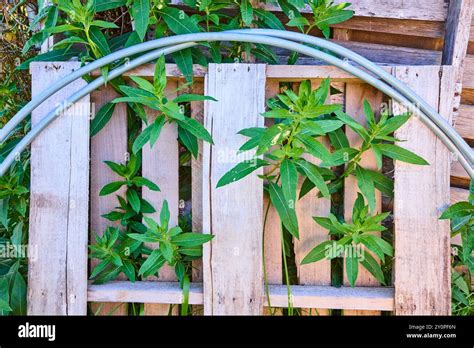 Rustic Wooden Pallet With Lush Greenery In Daylight Garden Scene Stock
