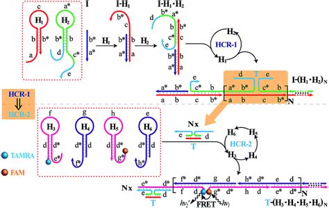 Hybridization Chain Reaction