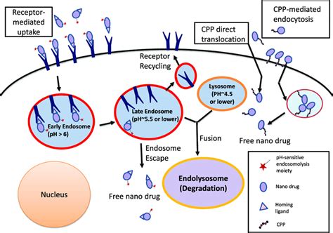 Receptor Mediated Uptake And Cytoplasmic Trafficking Of Polymeric Nano