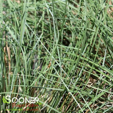 Undaunted® Ruby Muhly Grass Sooner Plant Farm