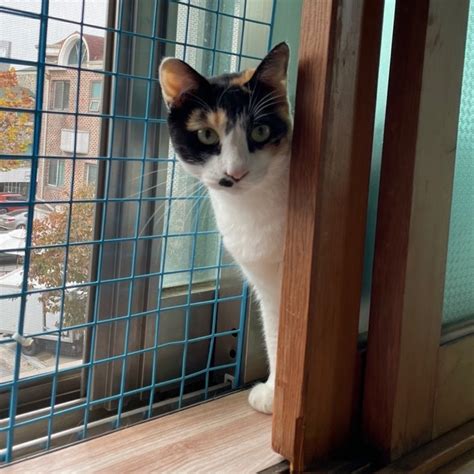 🔥입양홍보중🔥냥이행복마을 On Twitter 아이들에게 남은 시간은 4일 현실적으로 사람들에게 경계를 풀었고 비교적