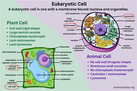 Cell Definition