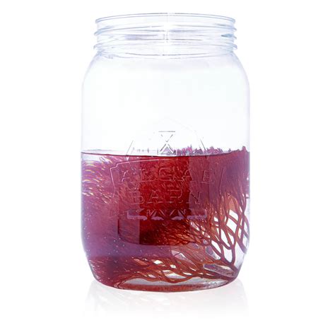 Red Ogo Gracilaria Macroalgae Aquacultured Macro Algae Algaebarn