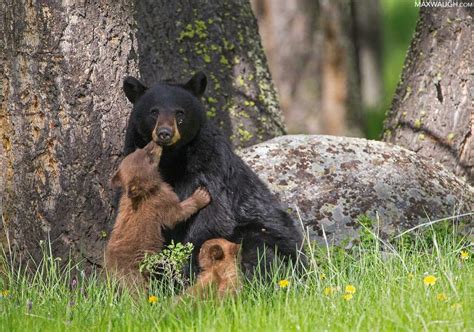 Wildlife Photography Guide To Yellowstone National Park Nature Ttl