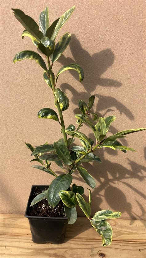 Ilex Latifolia Snow Flash Rare Garden Treasures Nursery