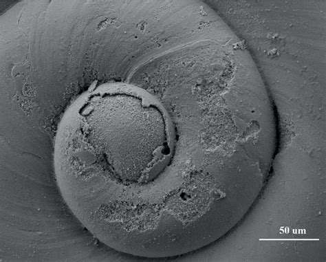 Shell Dissolution Closely Corresponds To Carbonate Chemistry Download Scientific Diagram