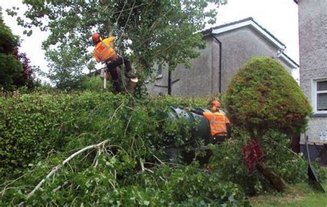 Tree Lopping Solutions Tree Removal Service For All Sized Trees And