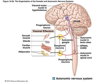PPT 16 Neural Integration II The Autonomic Nervous System And Higher Order Functions