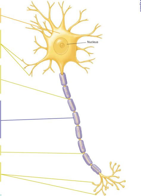 Diagram Of Neuron Structure Quizlet Diagram Of Neuron Structure Quizlet