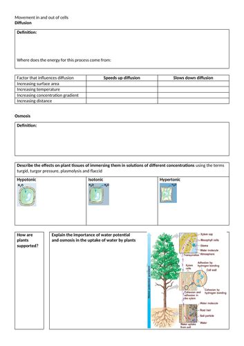 Revision Workbook For Movement In And Out Of Cells Cambridge Igcse Biology 0610 Teaching