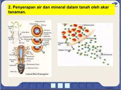 Tekanan Zat Cair Hidrostatis Pascal Bejana Berhubungan Pptx