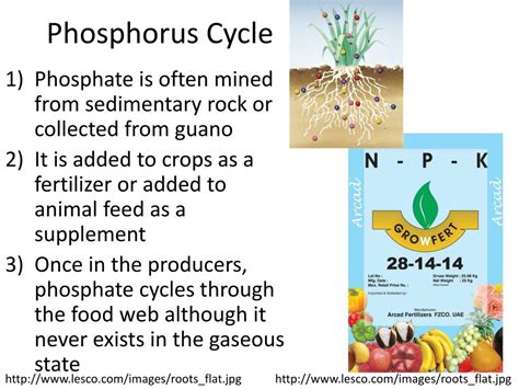 Ppt Phosphorus Cycle Powerpoint Presentation Free Download Id 2782951
