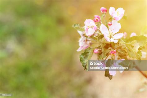 부드러운 분홍색 파스텔 색상의 사과 나무 꽃은 정원의 가지에 만개 텍스트 공간을 사용할 수 있습니다 플레어 0명에 대한 스톡 사진 및 기타 이미지 Istock