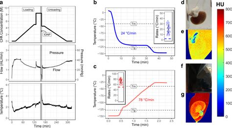 Vitrification And Nanowarming Enable Long Term Organ Cryopreservation