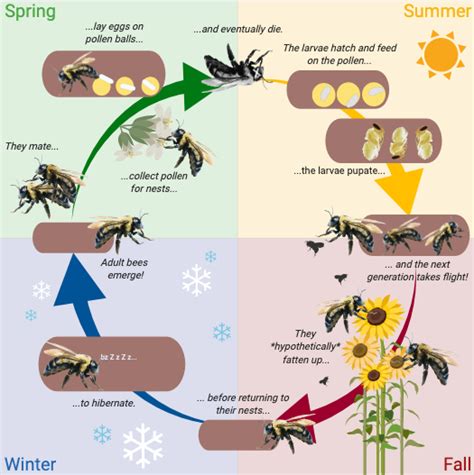 Carpenter Bee Larvae Carpenter Bee Tunnel And Development