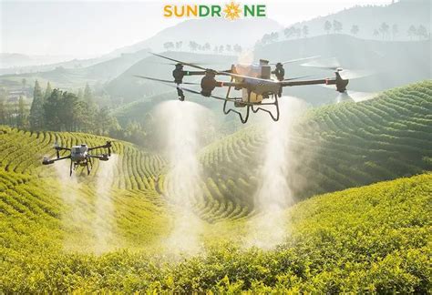 Giống Lúa St25 Đặc Điểm Năng Suất And Cách Trồng Hiệu Quả