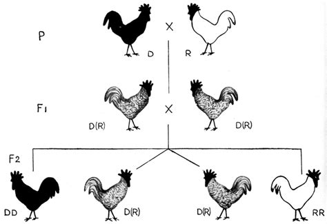 Genetics Chart Different Breeds Of Chickens Genetics Types Of Chickens